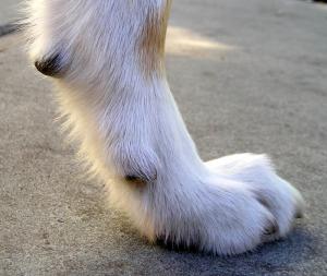 Nail Care - One Way to Clip a Dog's Toe Nails? - ASK THE DOG GUY