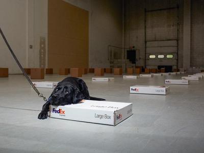 The Education of a Bomb Detection Dogs - ASK THE DOG GUY