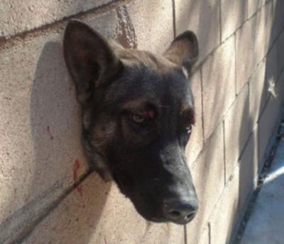 Ask The Dog Guy Column - The 2 Finger Rule - Fact or Fiction