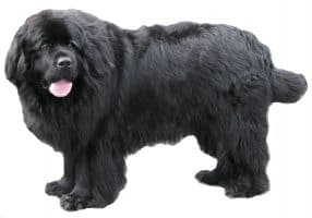 Are Newfoundlands Aggressive