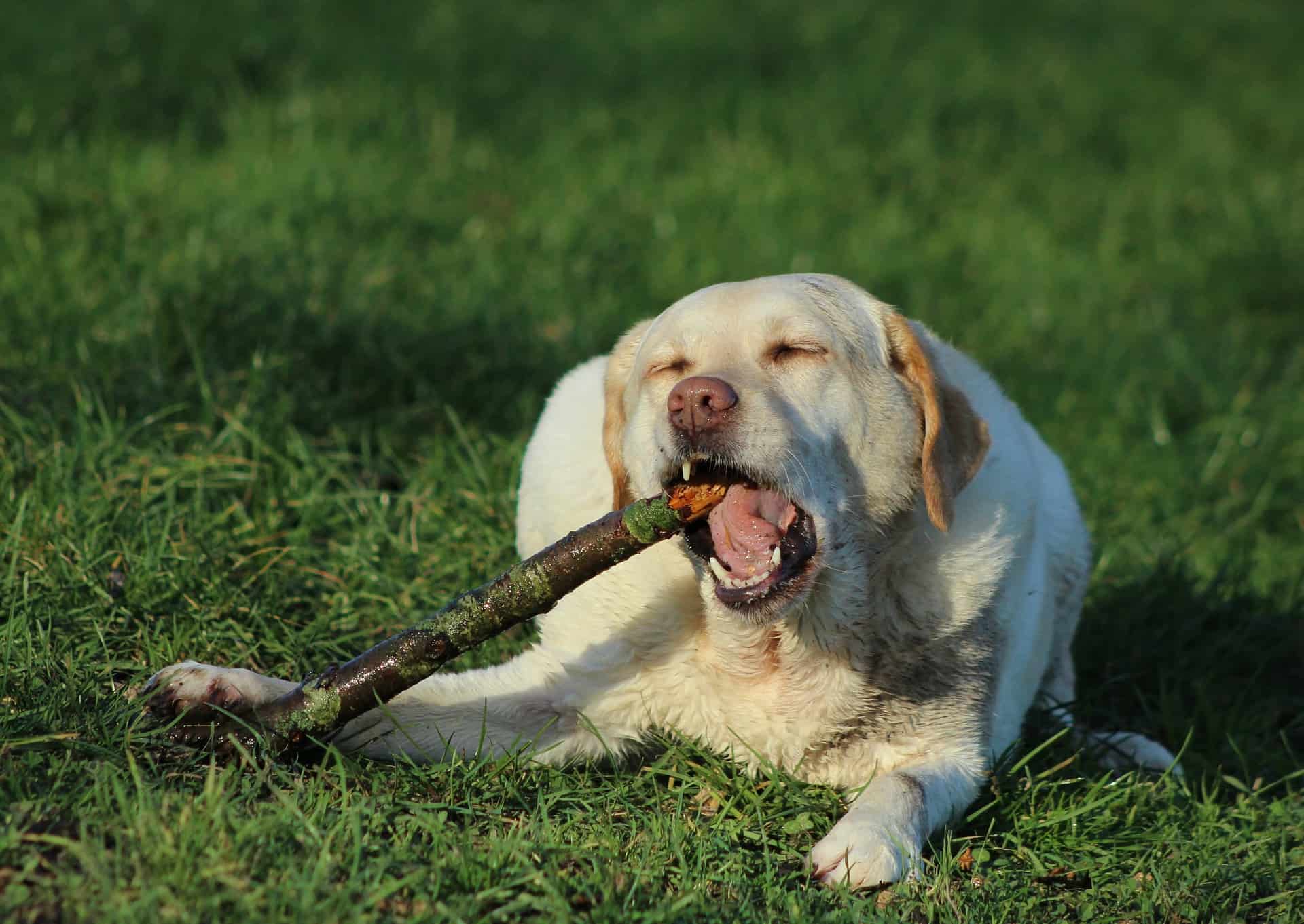 Avoid Playing Fetch With Sticks And Some Better Options - ASK THE DOG GUY